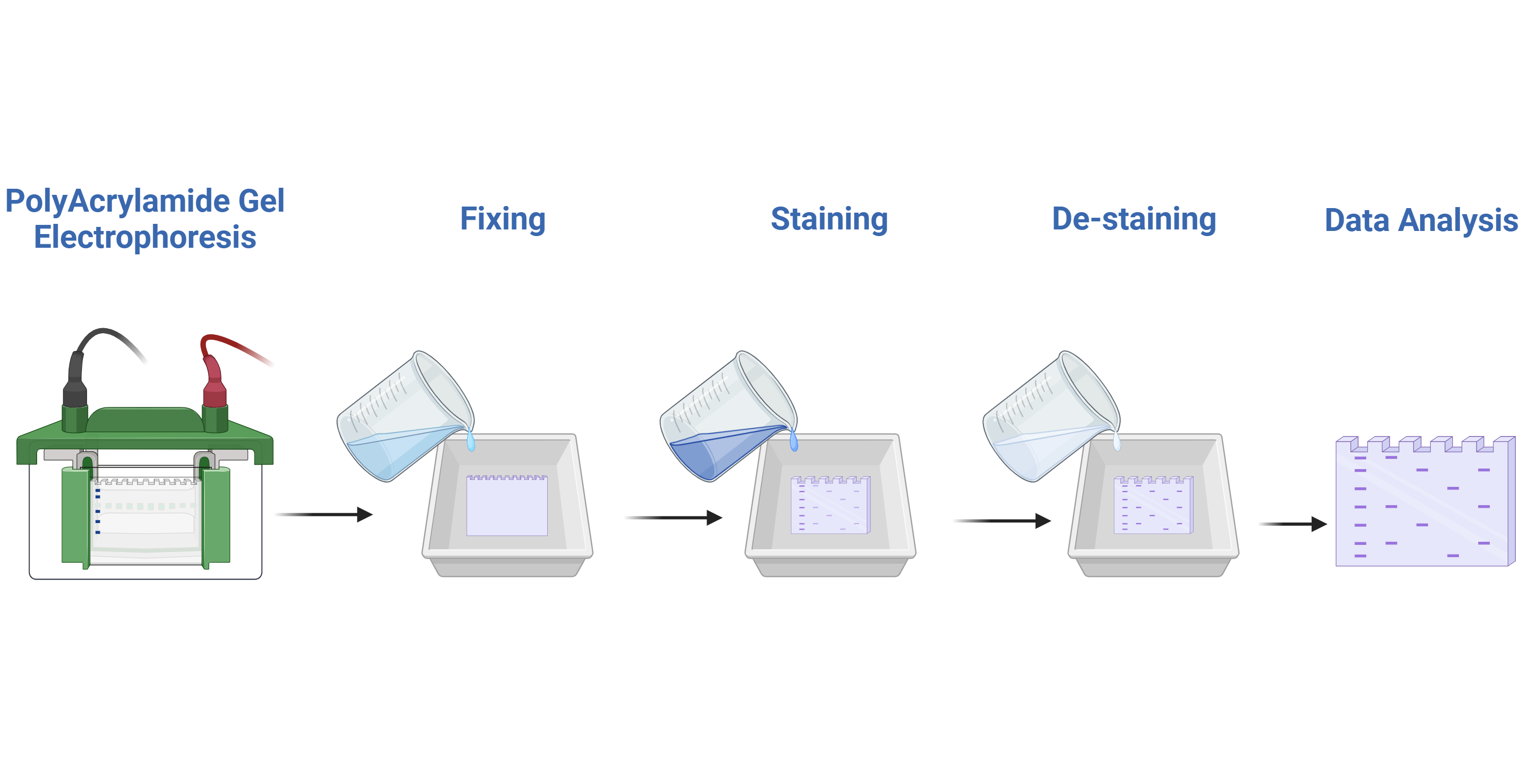 Protocol for Coomassie Staining | AAT Bioquest